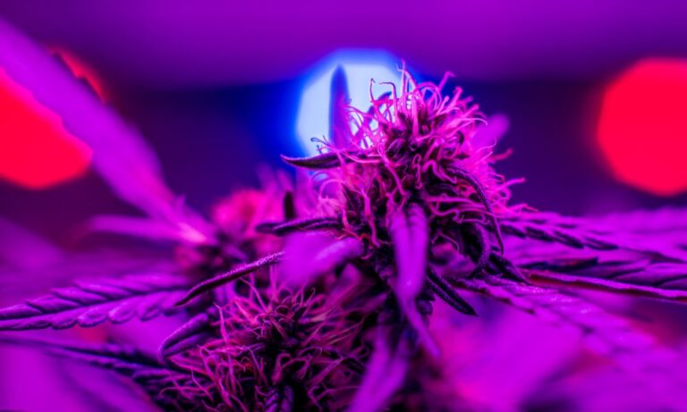 Marijuana Light Spectrum | Marijuana Seeds | Growing Marijuana Indoor
