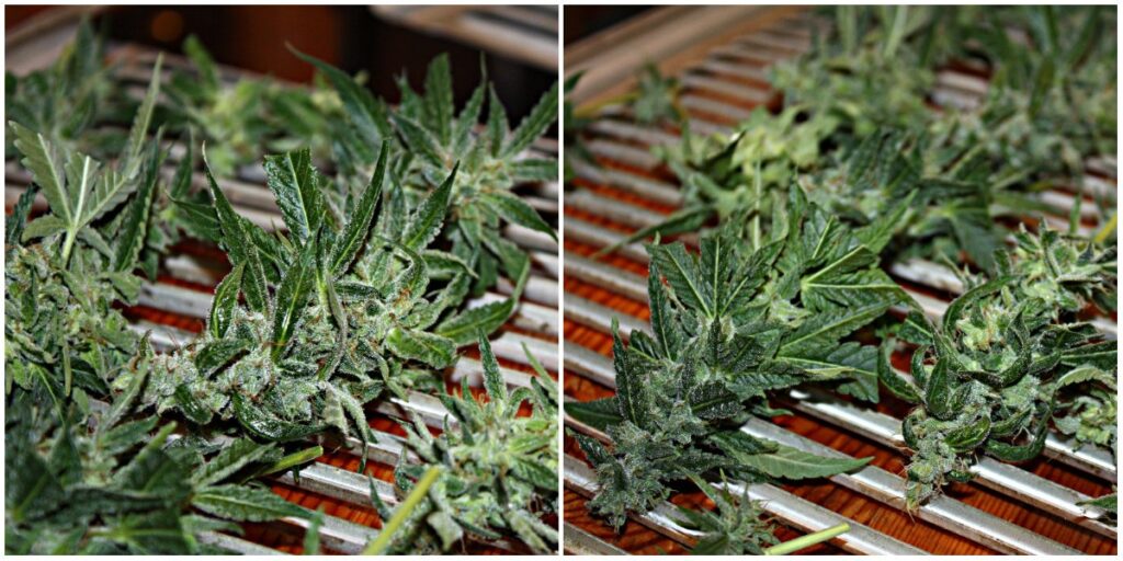 Harvest Autoflowering Marijuana | Buy Cannabis Seeds Online