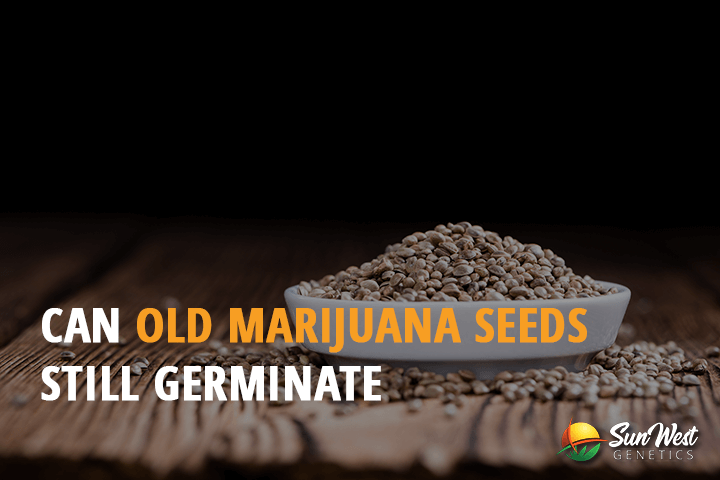 Germinating Older Marijuana Seeds | SunWest Genetics