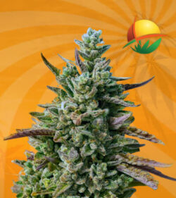 Guava Kush Autoflowering | SunWest Genetics