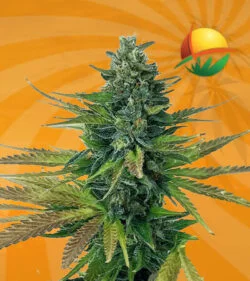 Triple Diesel Strain Autoflowering | SunWest Genetics