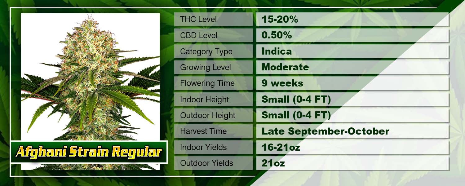 Best Weed Strains for 2024 | SunWest Genetics