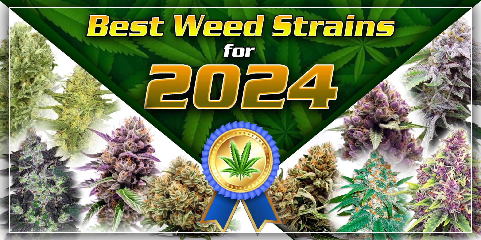Best Weed Strains for 2024 | SunWest Genetics