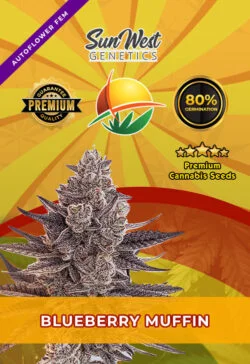 Chunky Nova Strain Autoflower Feminized Marijuana Seeds | SunWest Genetics