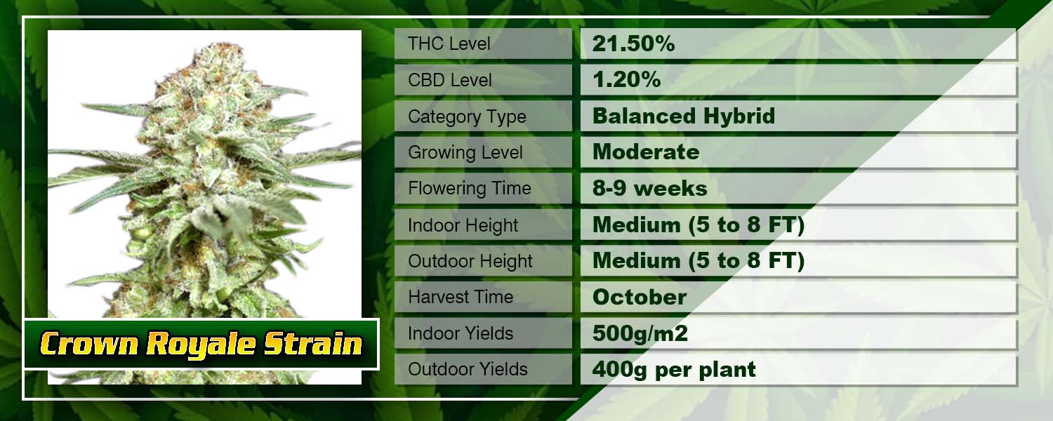 Best Weed Strains for 2024 | SunWest Genetics