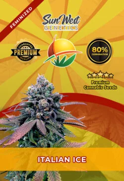 Italian Ice Strain Feminized Marijuana Seeds | SunWest Genetics