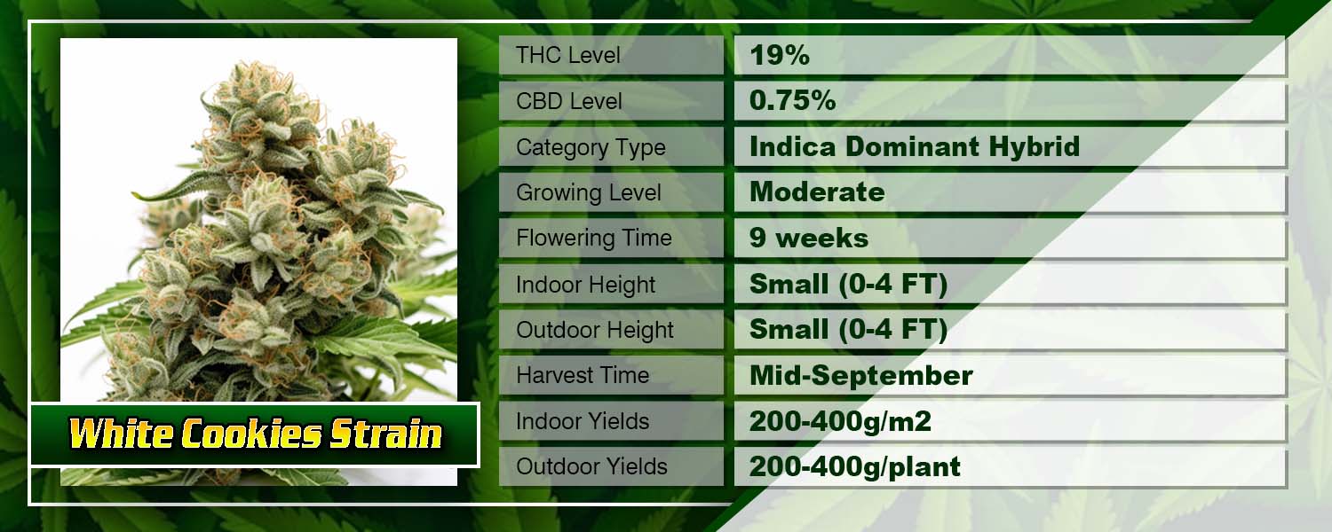 Best Weed Strains for 2024 | SunWest Genetics