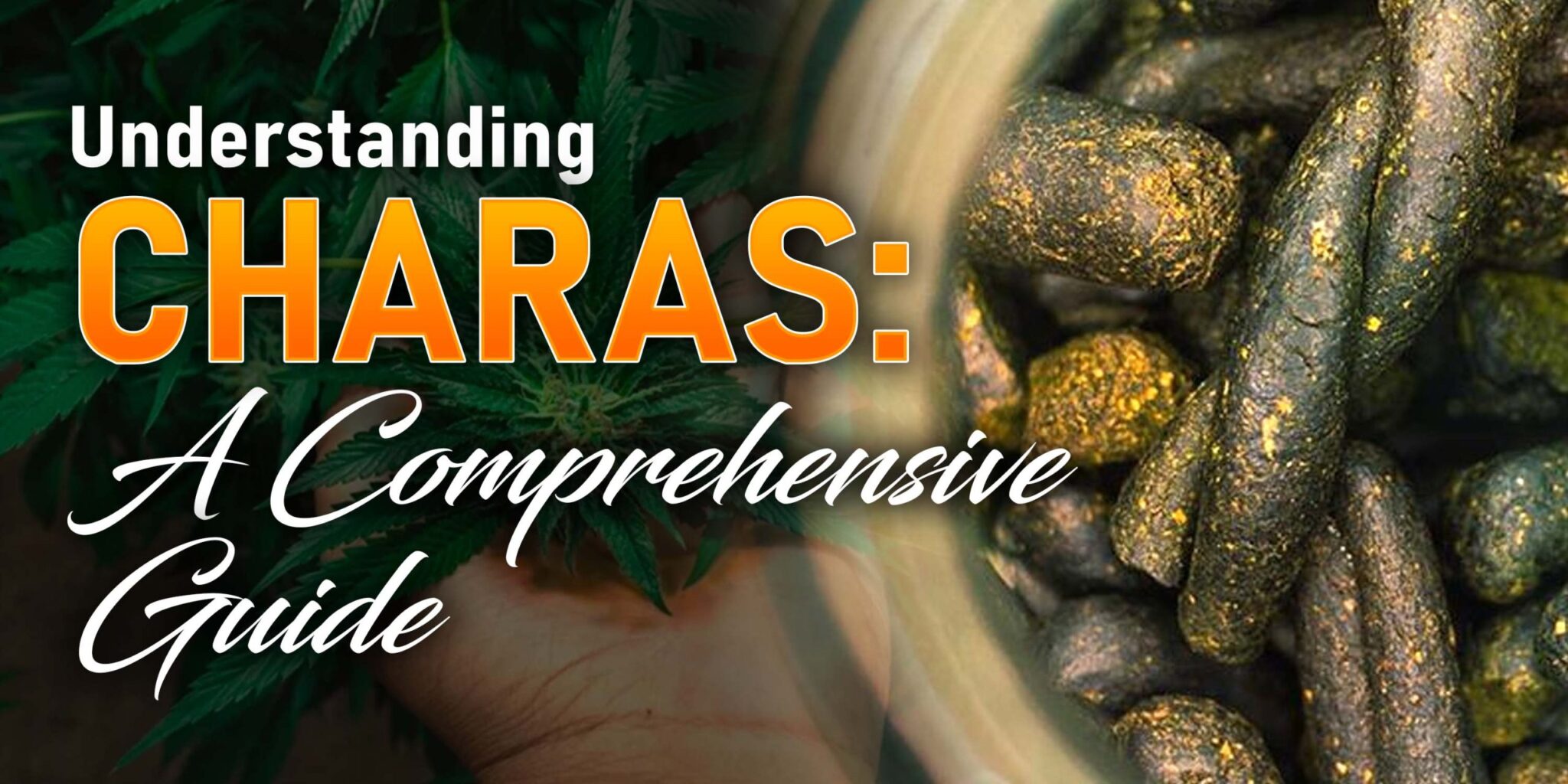 Understanding Charas: A Comprehensive Guide | SunWest Genetics