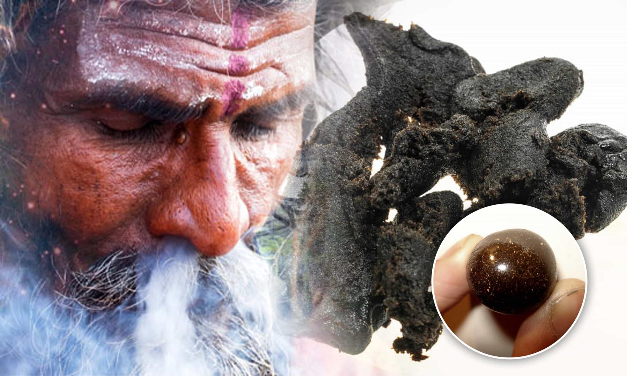 Understanding Charas: A Comprehensive Guide | SunWest Genetics