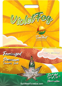 Violet Fog Strain Feminized Marijuana Seeds Marijuana Seeds | SunWest ...