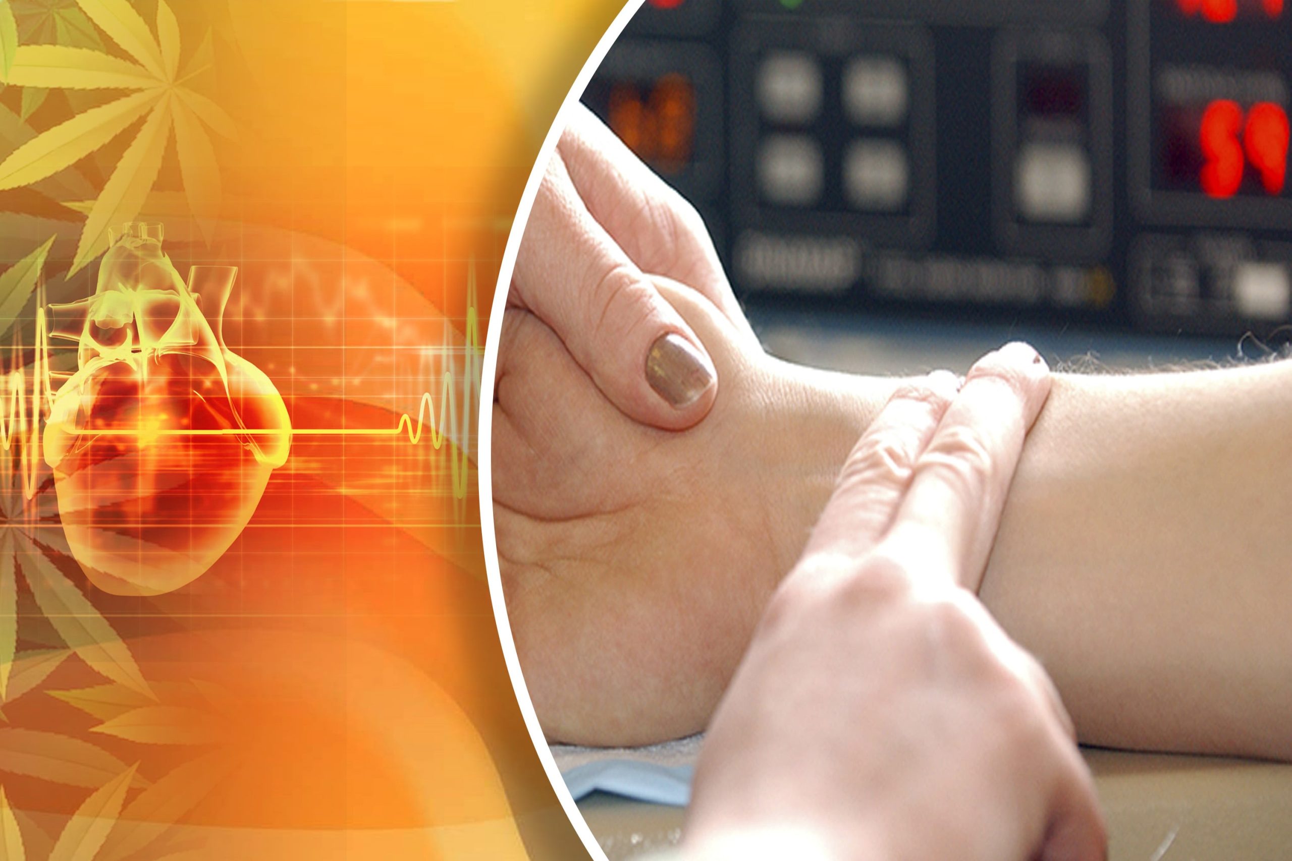 Understanding the Effects of Cannabis on Heart Rate | SunWest Genetics